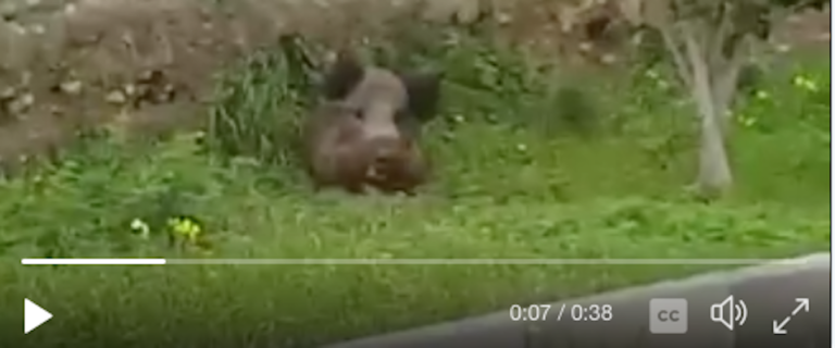 A scuola irrompe un cinghiale e ferisce il custode: paura a Palermo (2 ... A scuola irrompe un cinghiale e ferisce il custode: paura a Palermo (2 ...