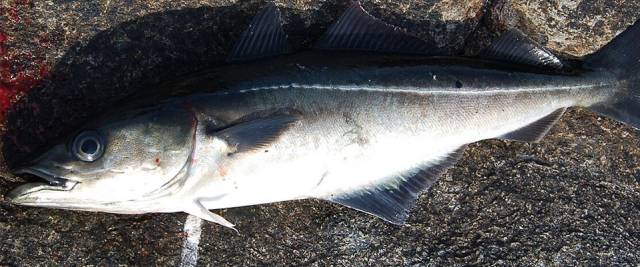Merluzzo nero servito ai bambini nella mensa scolastica: rivolta dei ...