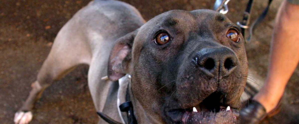 Firenze, neonato di 15 giorni morso dal cane di famiglia davanti ai ...